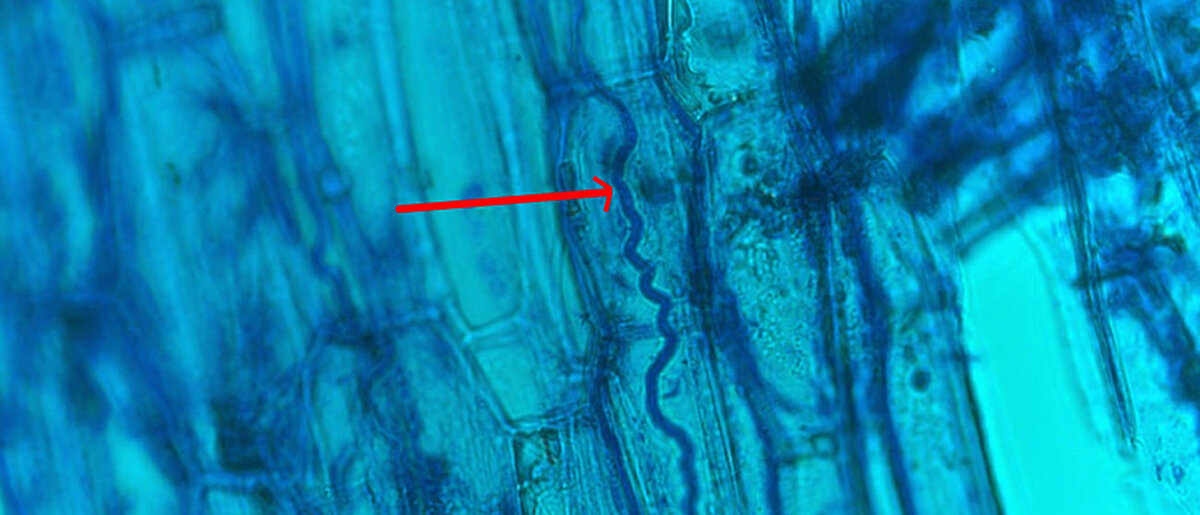 Poisonous grasses: new study provides reassurance
