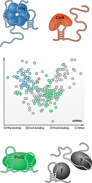 rna binding protein function
