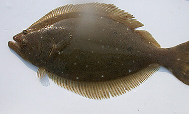Why the flounder is flat