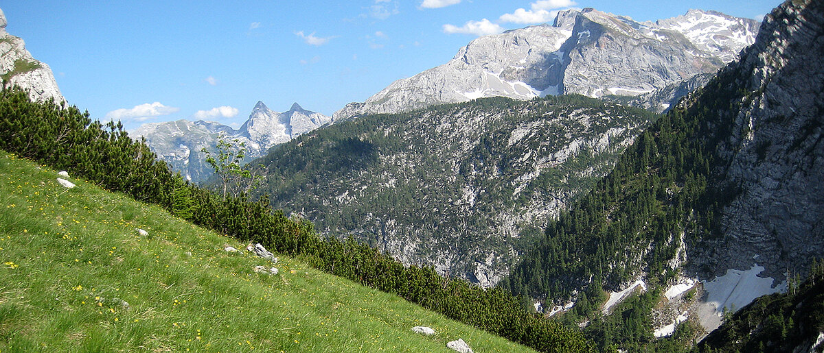 Insects and Climate Change